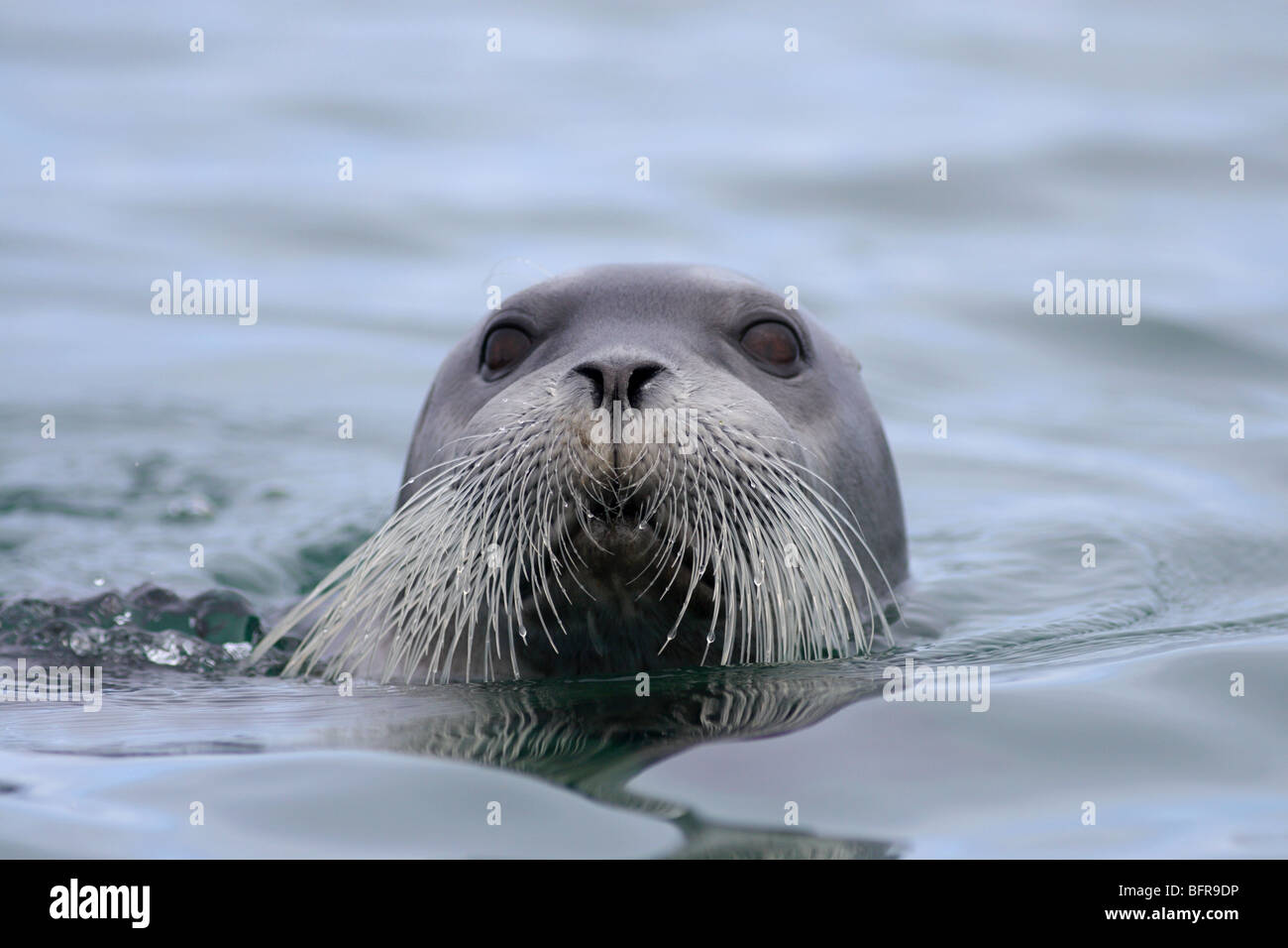 bearded seal swimming in the arctic sea of Kongsfjorden, Svalbard Stock ...