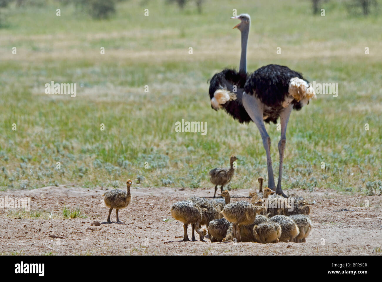 Common Ostrich male with chicks Stock Photo - Alamy