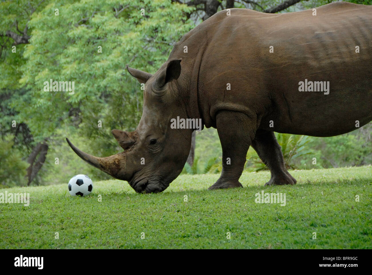A habituated white rhino walking up to a soccer ball as if to play with ...