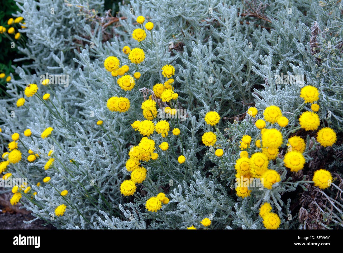 Santolina chamaecyparissus hi-res stock photography and images - Alamy