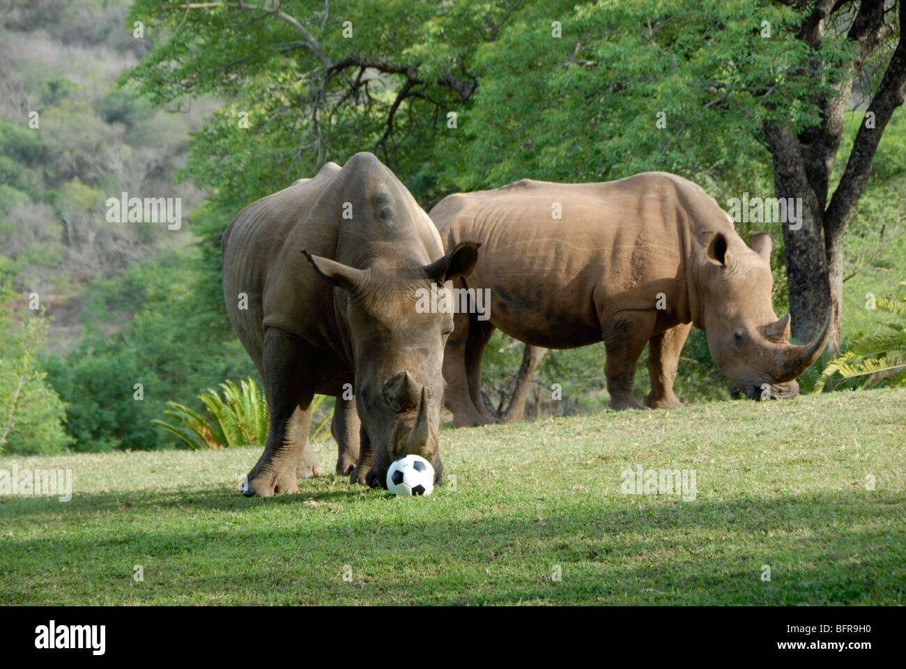 A habituated white rhino walking up to a soccer ball as if to play with ...