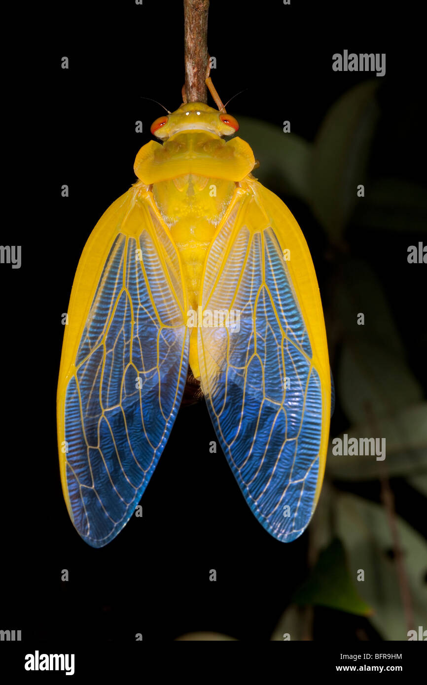 Australian cicada yellow hi-res stock photography and images - Alamy