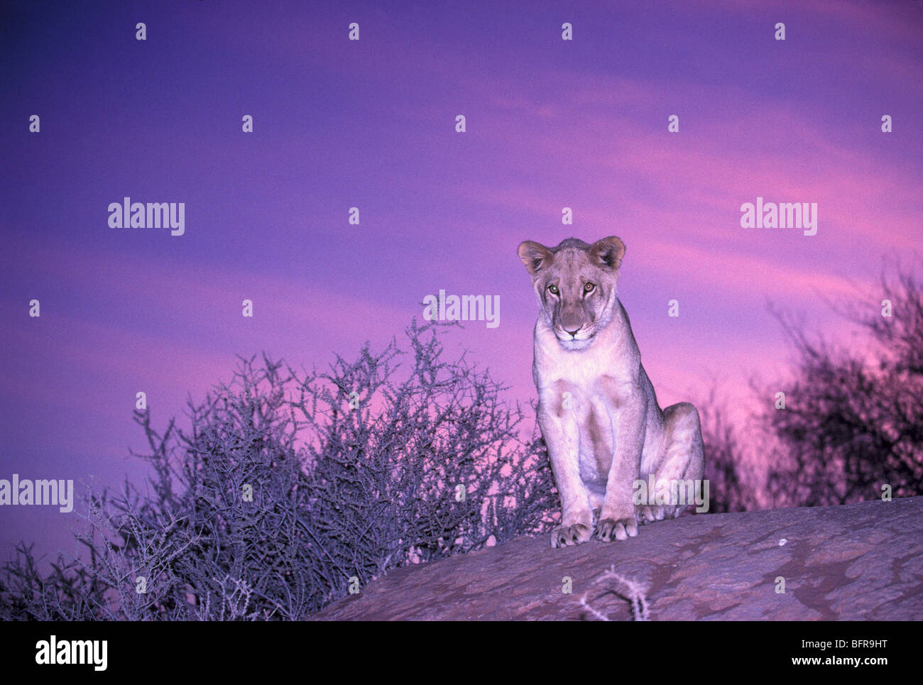 Lioness sitting on dune at dusk with moody pink sky in the background ...