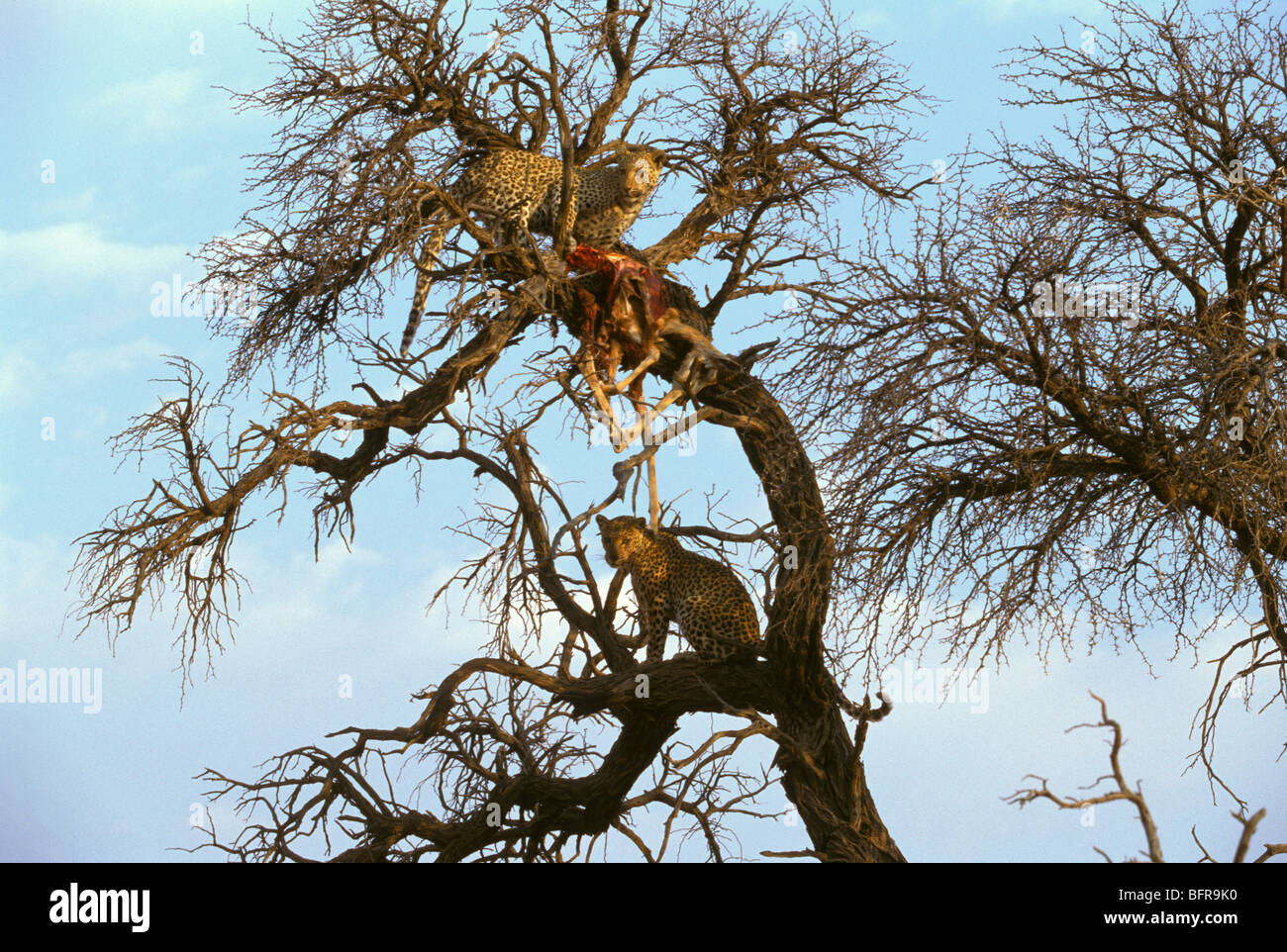 Leopard and cub in camel thorn tree with kill (Panthera pardus Stock ...