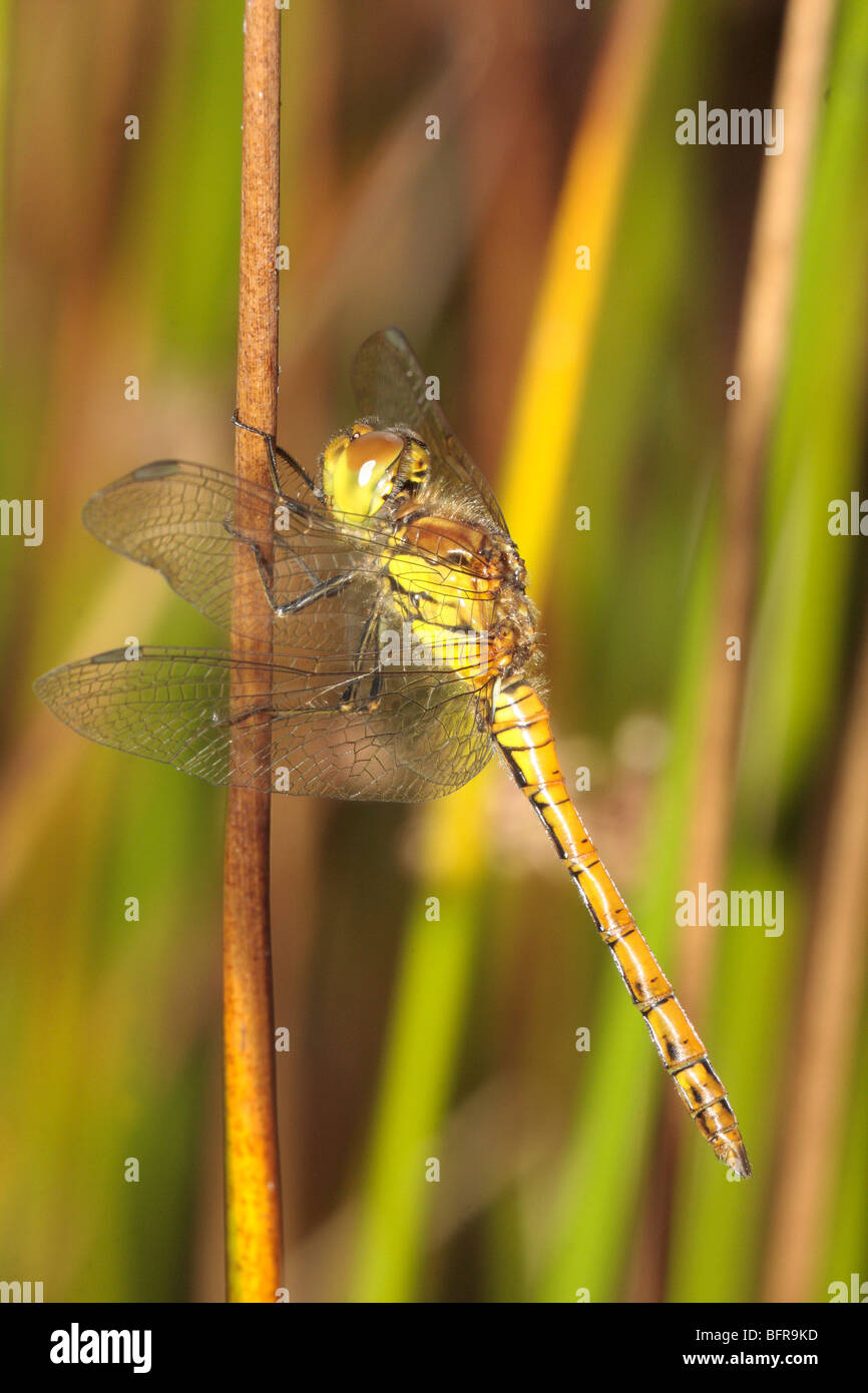 Common Darter Dragonfly (Female Stock Photo - Alamy