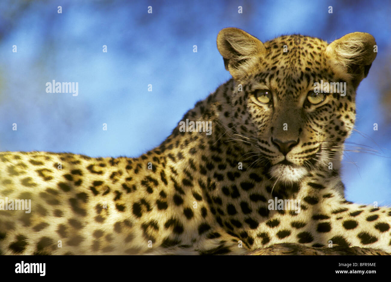 Portrait of a Leopard relaxing in a tree (Panthera pardus Stock Photo ...