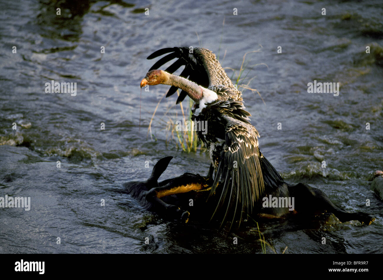 Drowned animal hi-res stock photography and images - Alamy