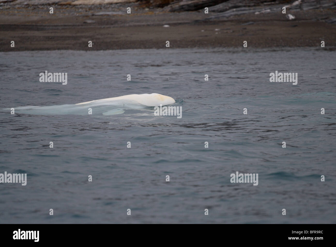 Svalbard beluga whale hi-res stock photography and images - Alamy