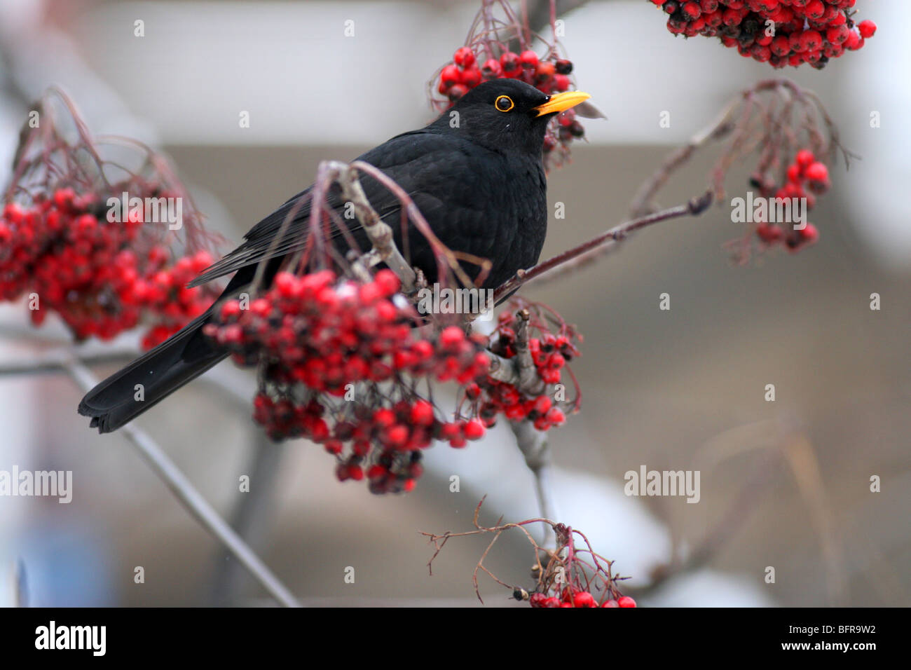 Black bird sitting in tree eating red berries Stock Photo - Alamy