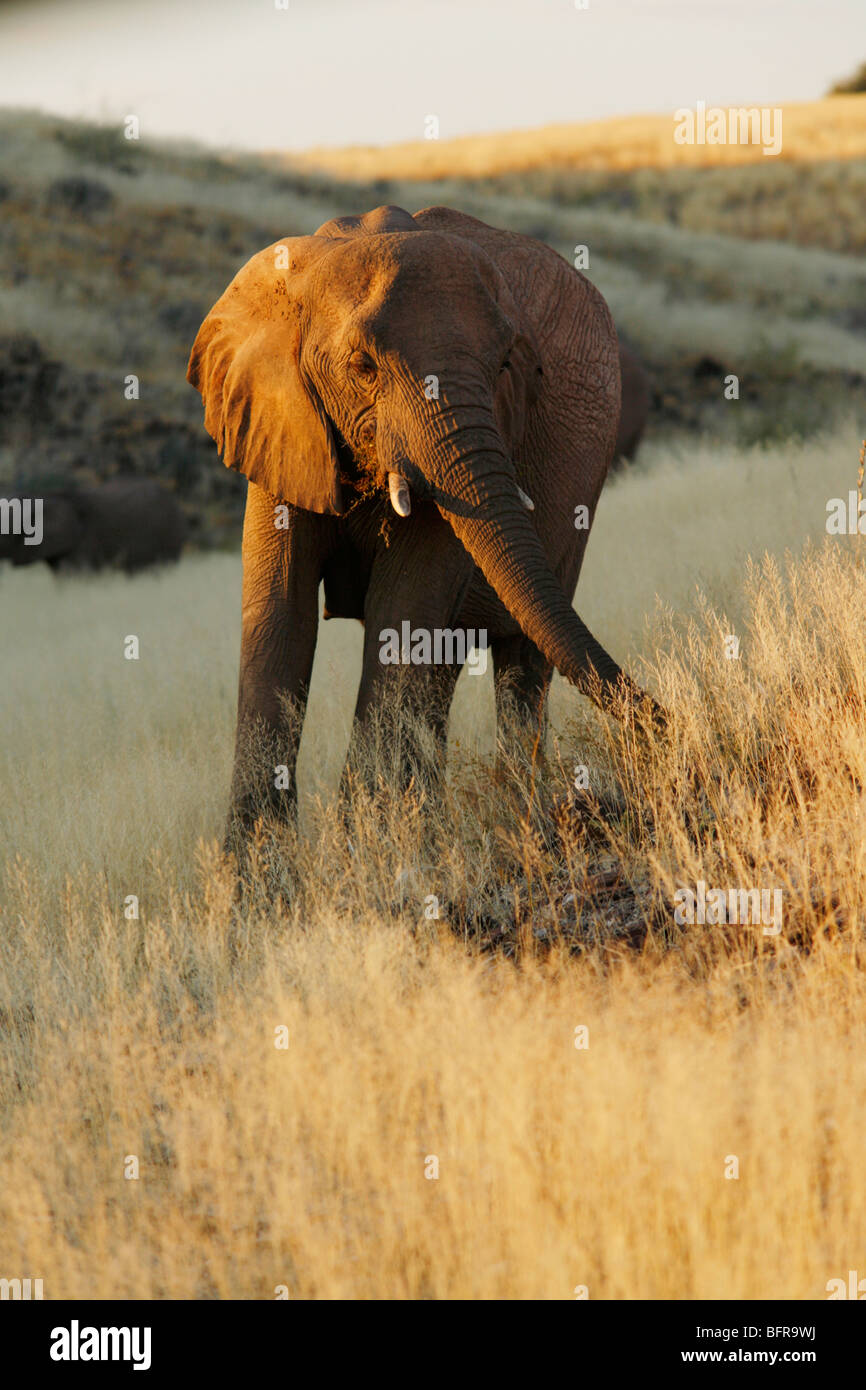 Elephant standing in dry grassland Stock Photo - Alamy