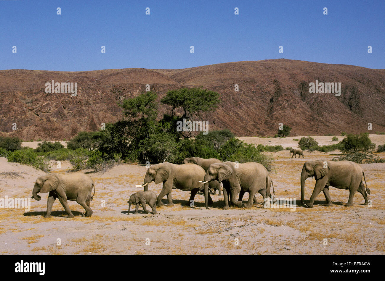 African elephant breeding herd walking in the desert (Loxodonta ...
