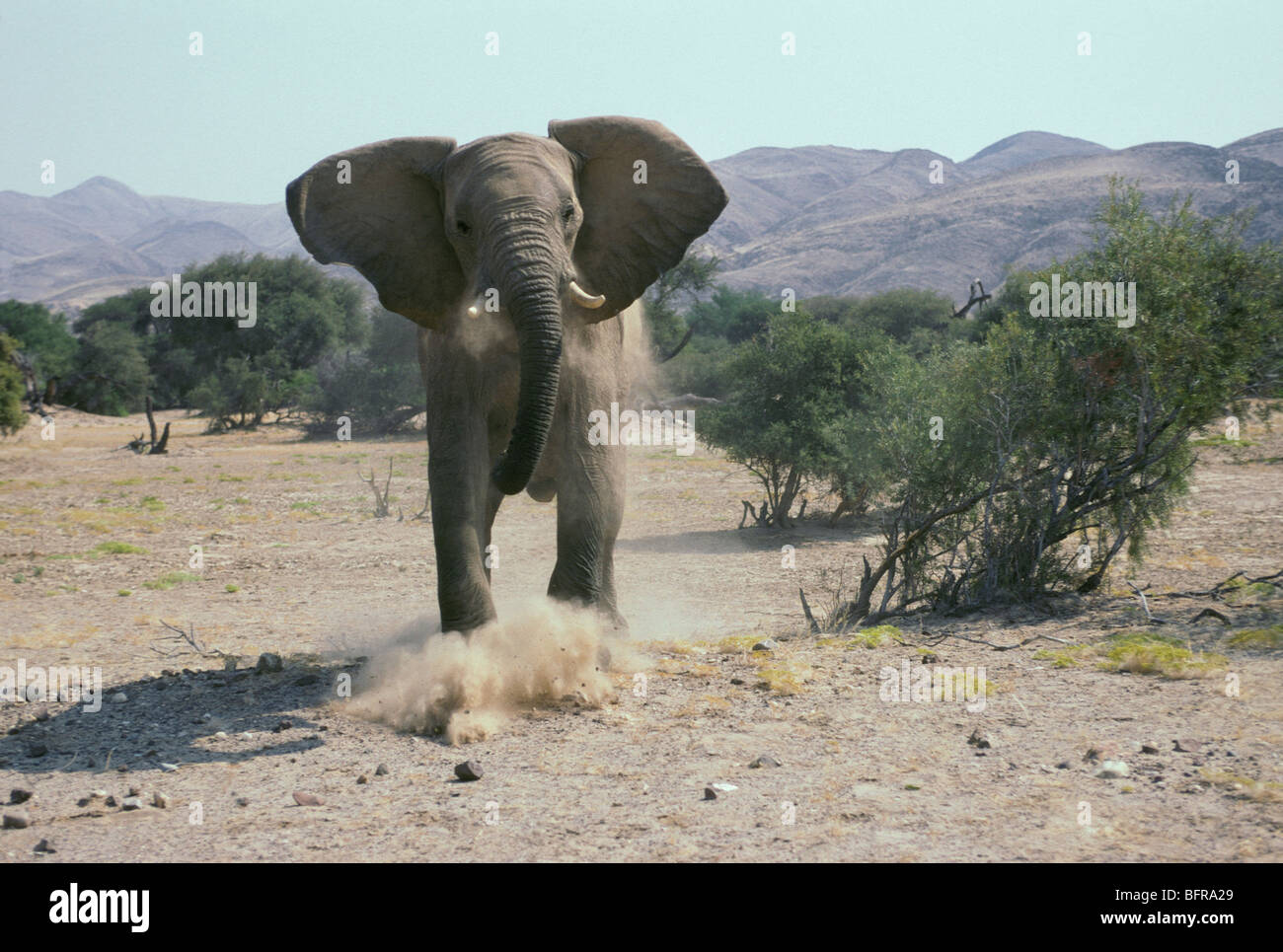 Elephant charging hi-res stock photography and images - Alamy