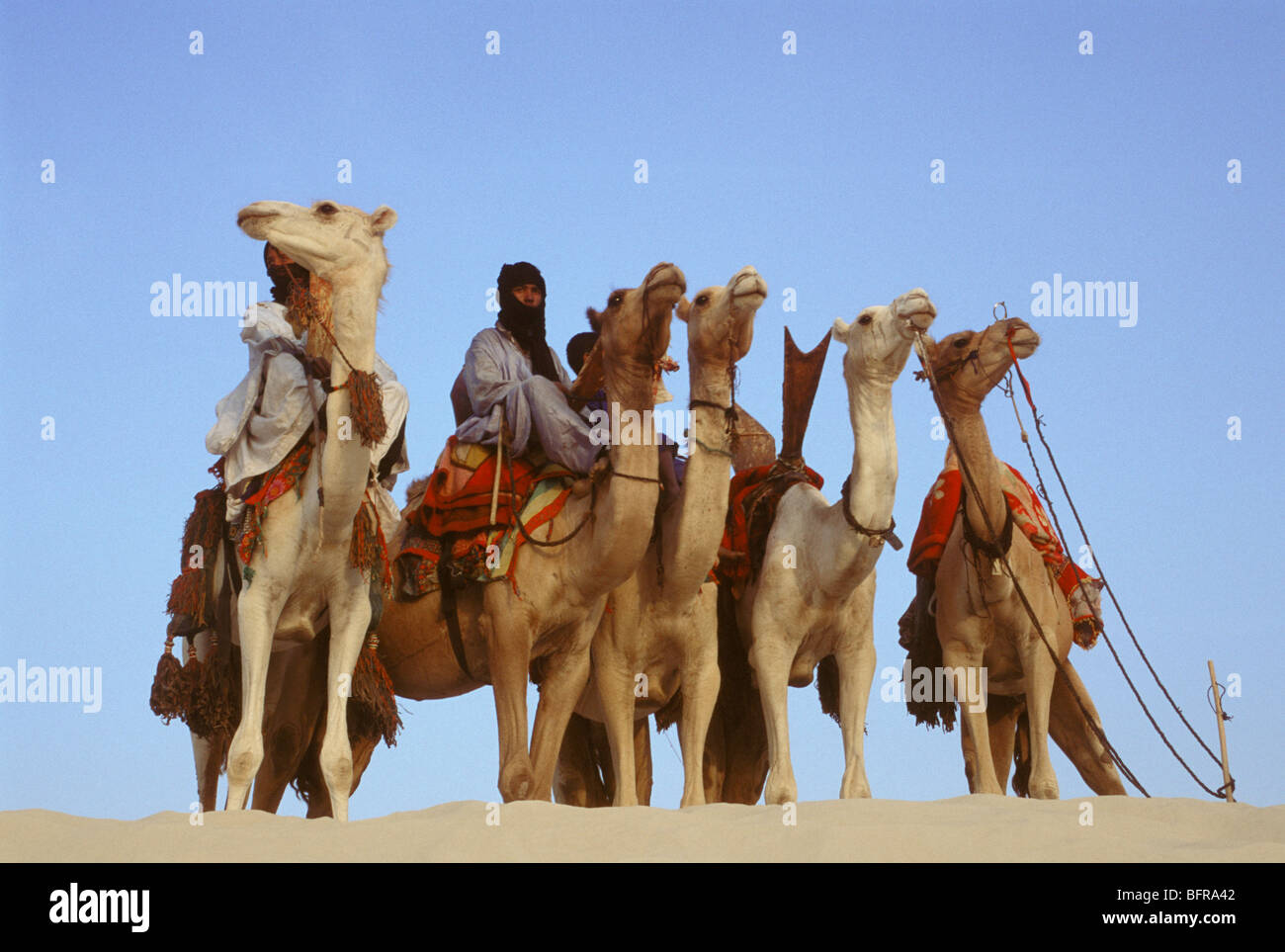 Tuareg tribesmen on camels in the Sahara Desert Stock Photo - Alamy