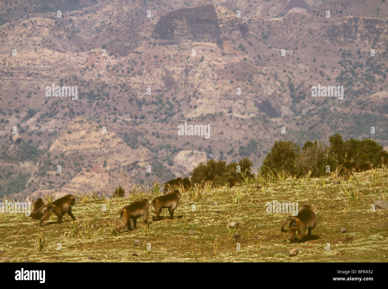 Afro montane hi-res stock photography and images - Alamy