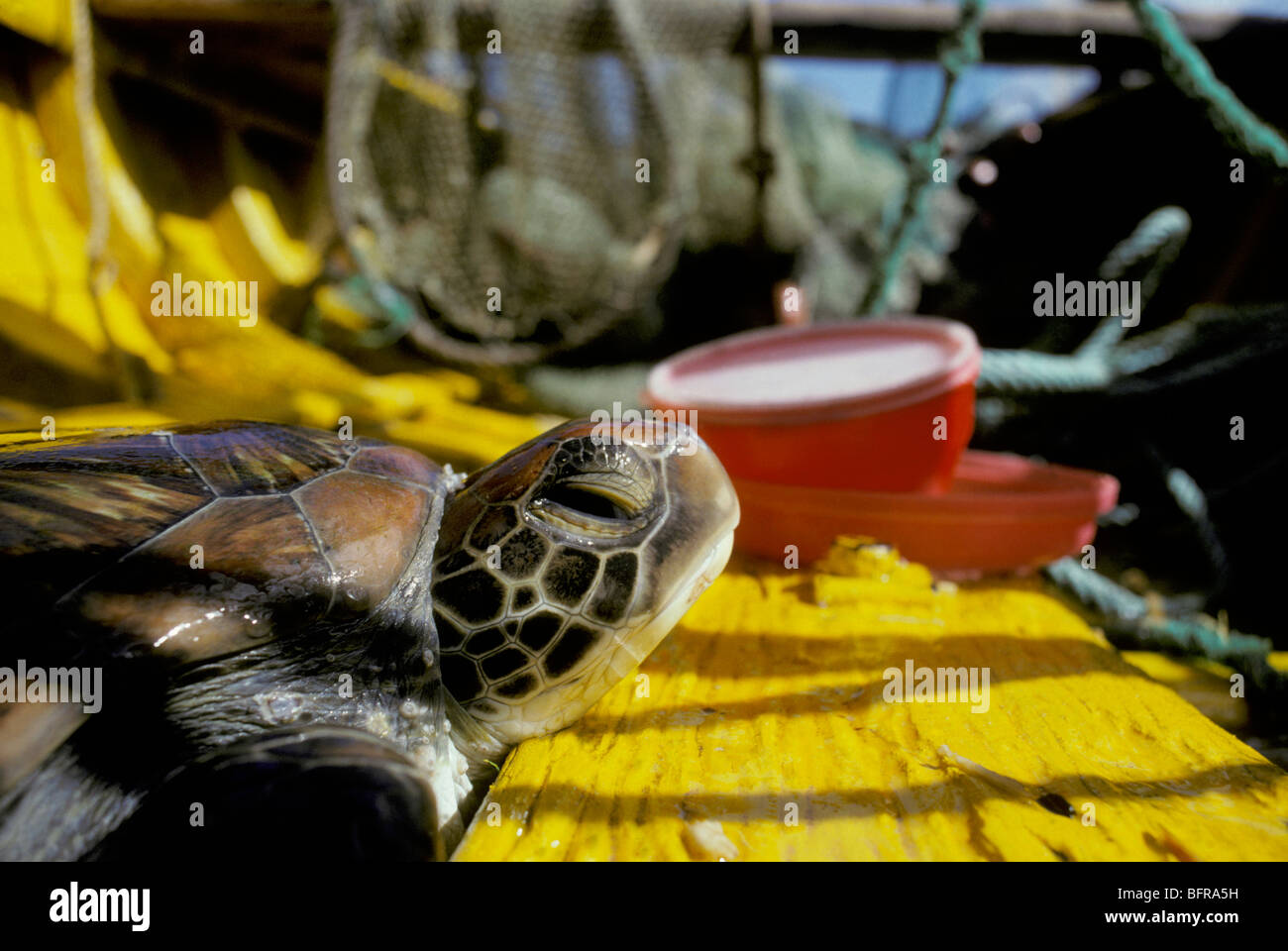 Side view of Green turtle in caught by fishermen Stock Photo - Alamy