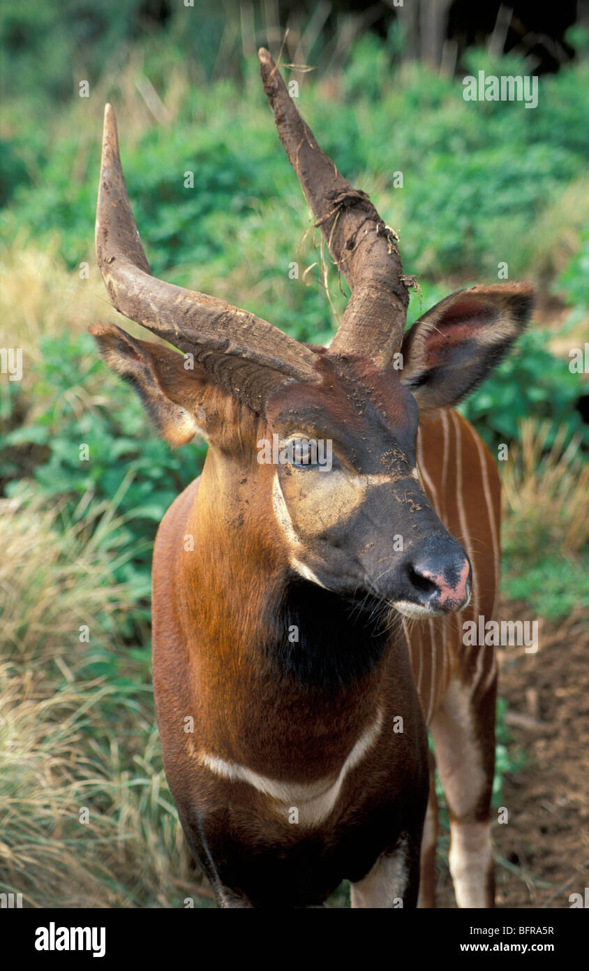 Portrait of a Bongo (Boocercus evryceros Stock Photo - Alamy
