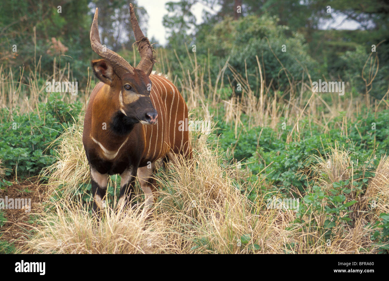 Bongo an antelope of the tropical forest Stock Photo - Alamy