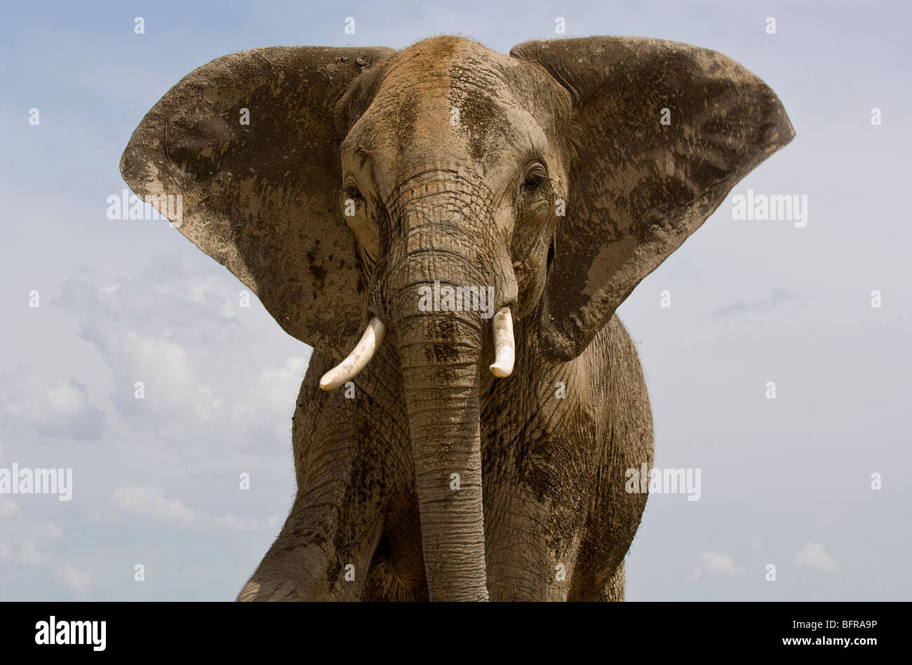 Big elephant large tusks amboseli hi-res stock photography and images ...
