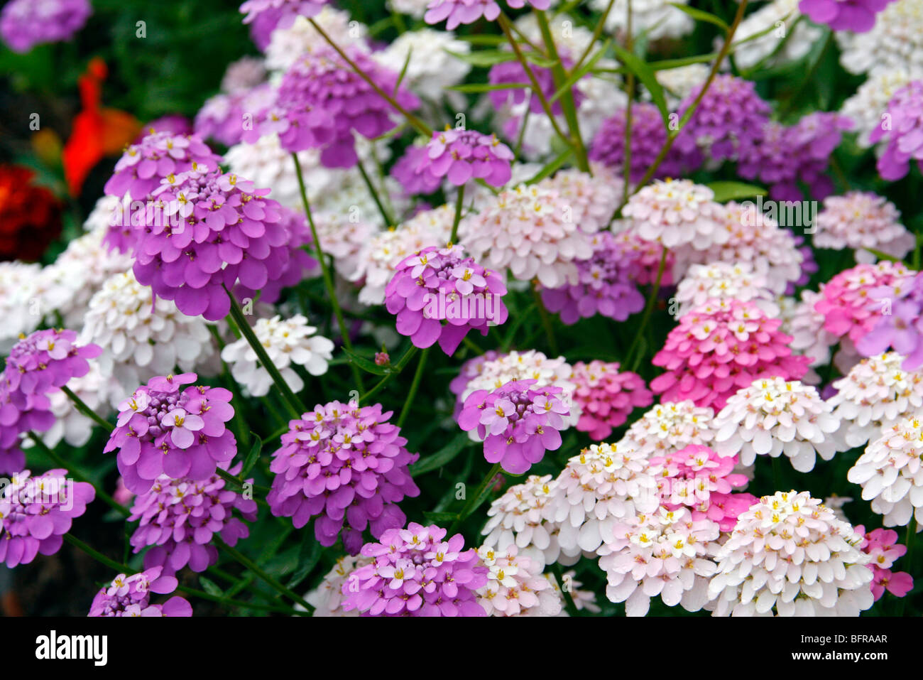 Annual Candytuft High Resolution Stock Photography and Images - Alamy