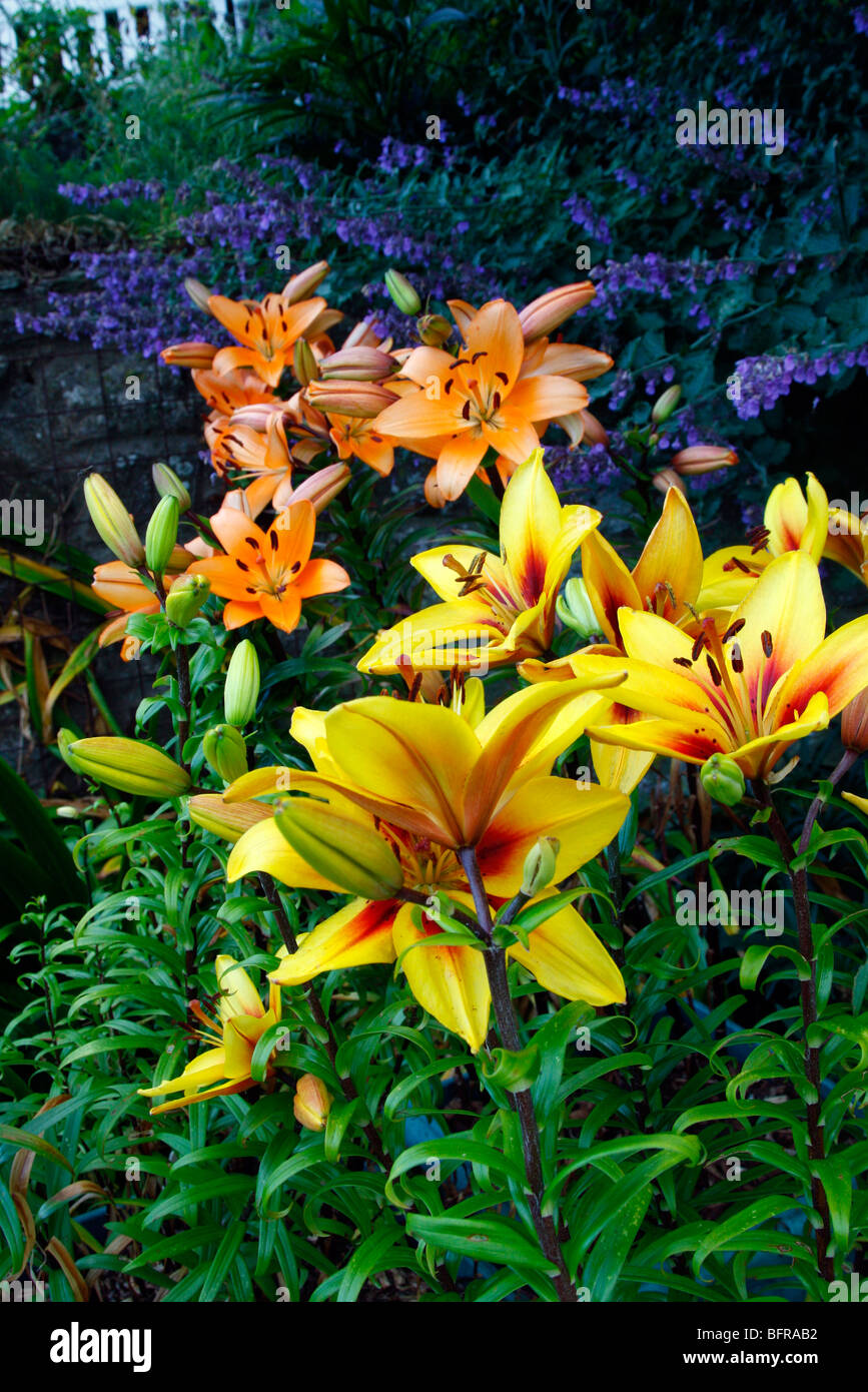 Lilium grand cru hi-res stock photography and images - Alamy