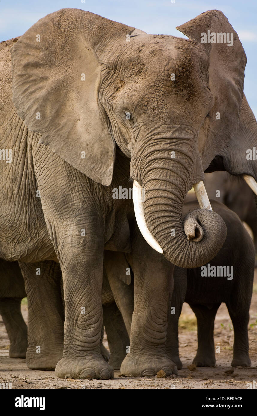 An elephant resting it trunk coiled over its tusks Stock Photo - Alamy