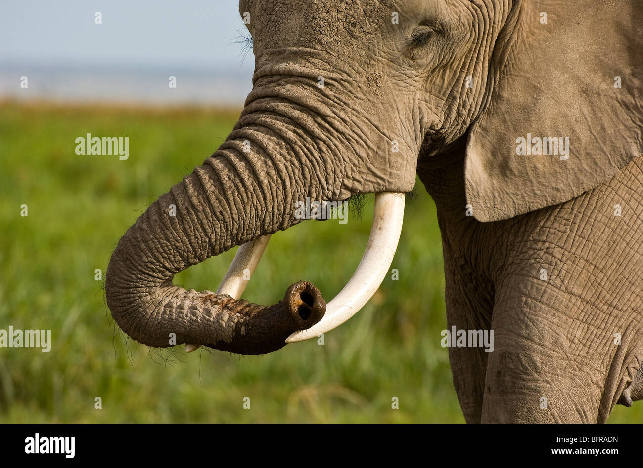 African elephant resting head hi-res stock photography and images - Alamy