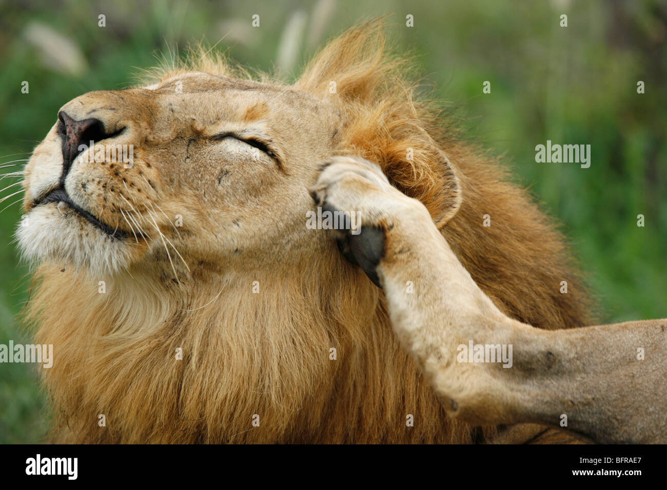 Lion scratching High Resolution Stock Photography and Images - Alamy