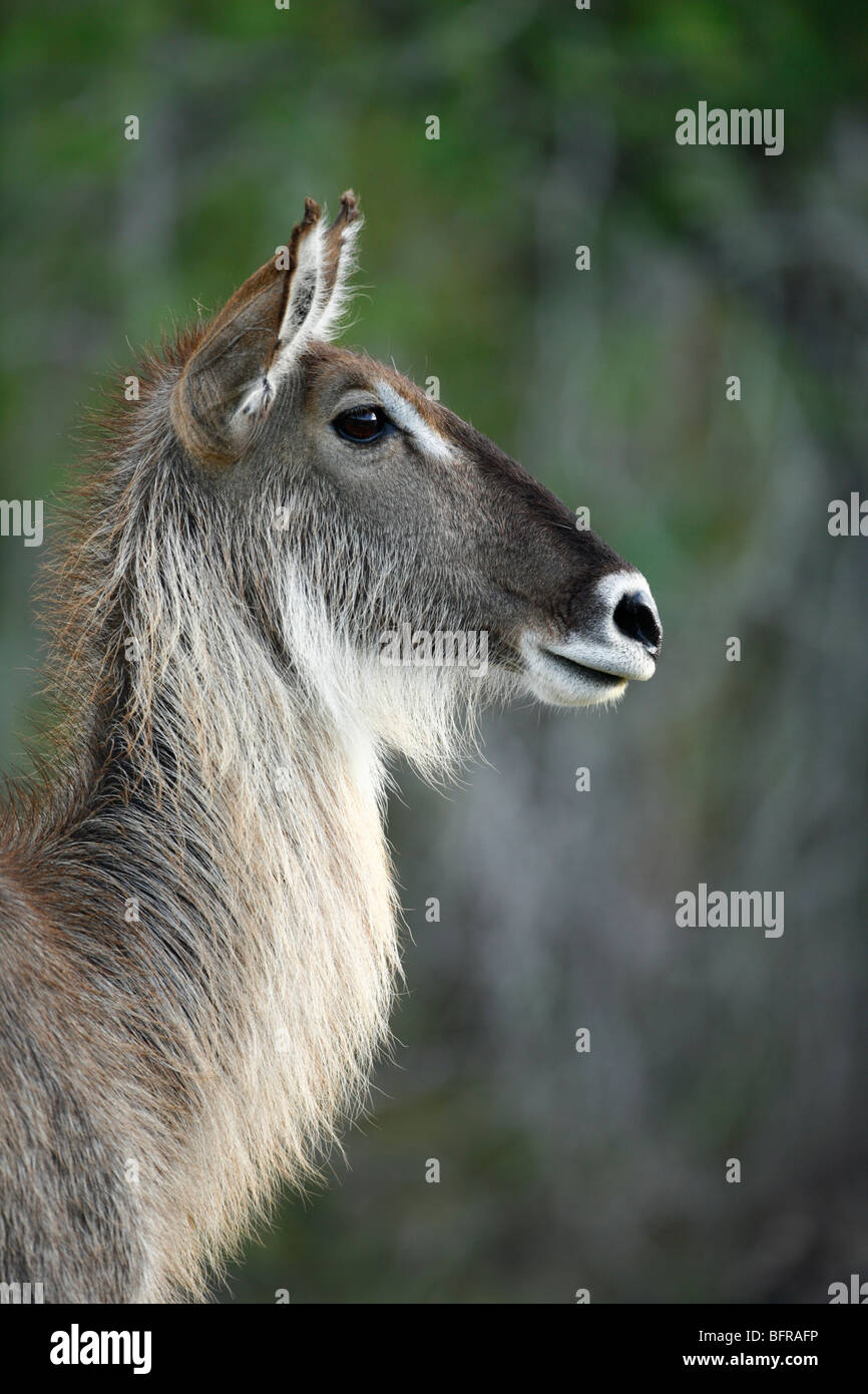 Portrait waterbuck kruger national hi-res stock photography and images ...