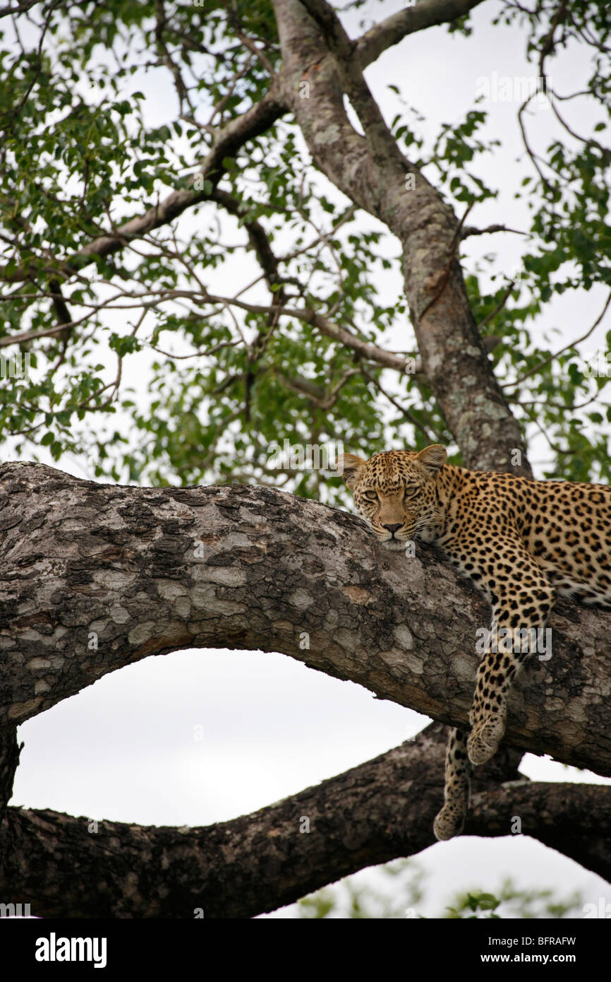 Marula tree hi-res stock photography and images - Alamy