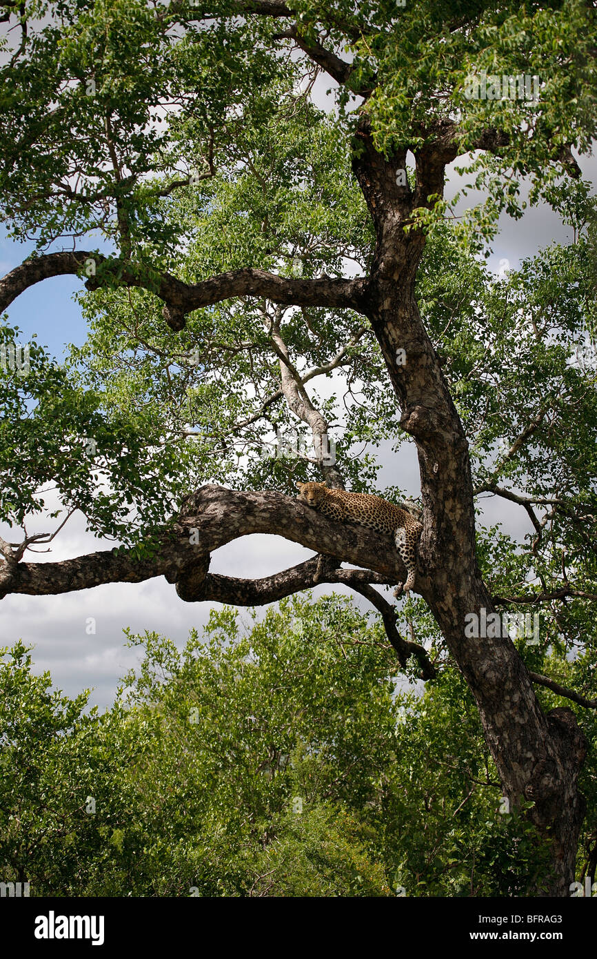 Marula tree hi-res stock photography and images - Alamy