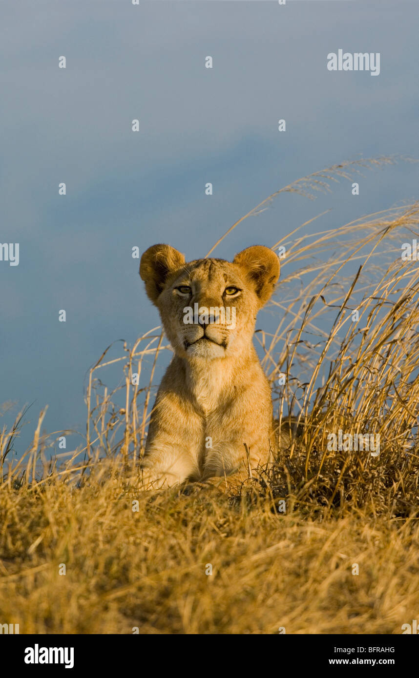 Portrait of a young lion Stock Photo - Alamy