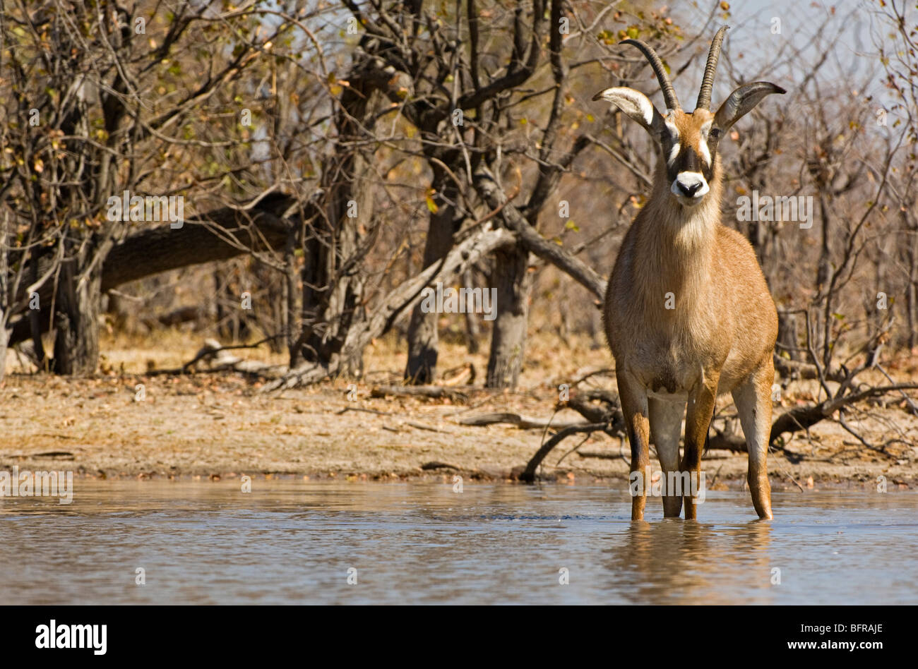 Roan Antelope (Hippotragus equinus) standing in water facing the camera ...