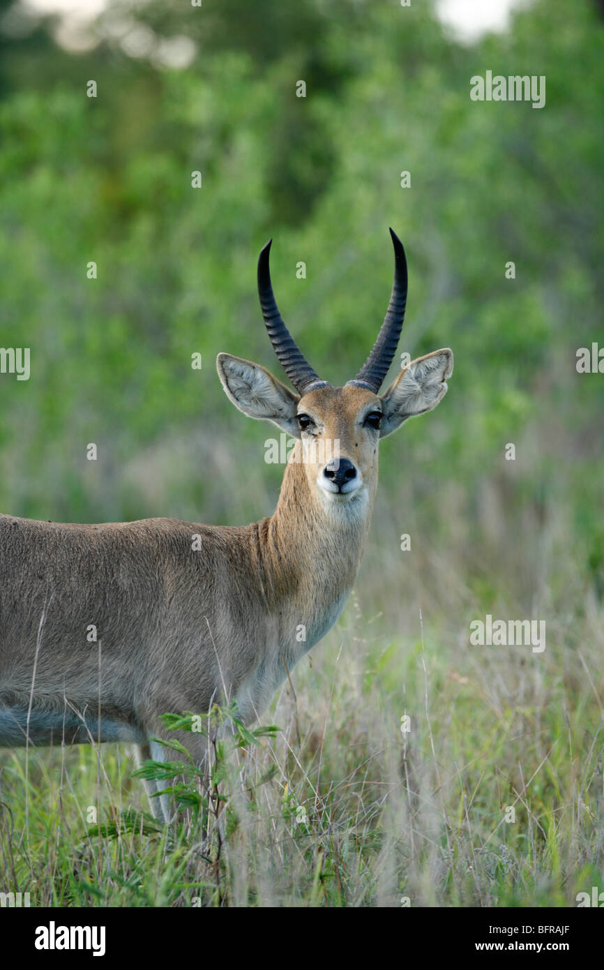 Reedbuck hi-res stock photography and images - Alamy