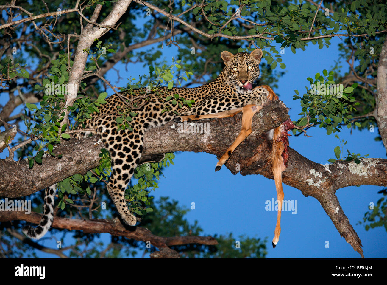 Leopard feeding on an impala in the branches of a tree at dusk Stock ...