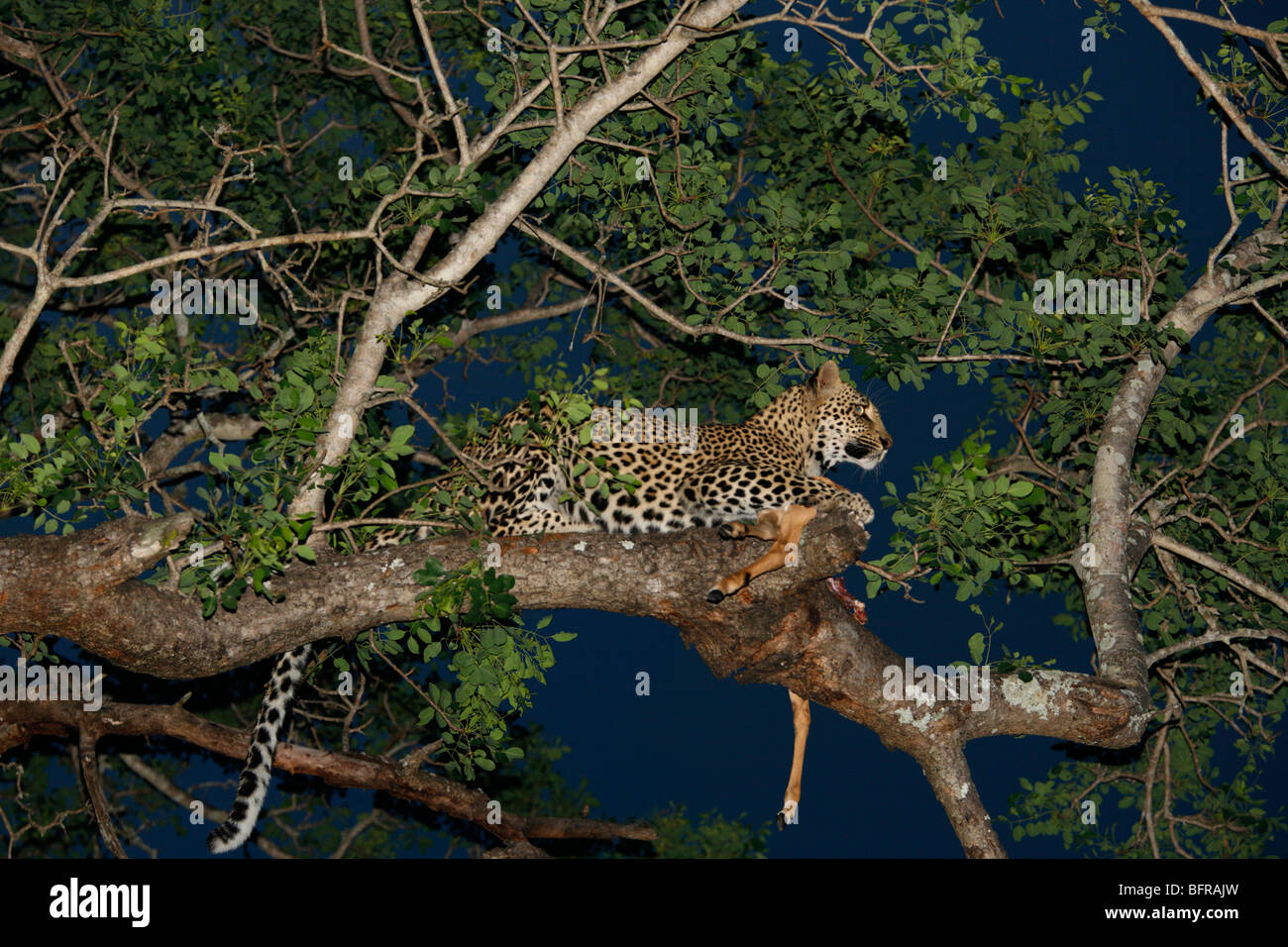 Leopard feeding on an impala in the branches of a tree at dusk Stock ...
