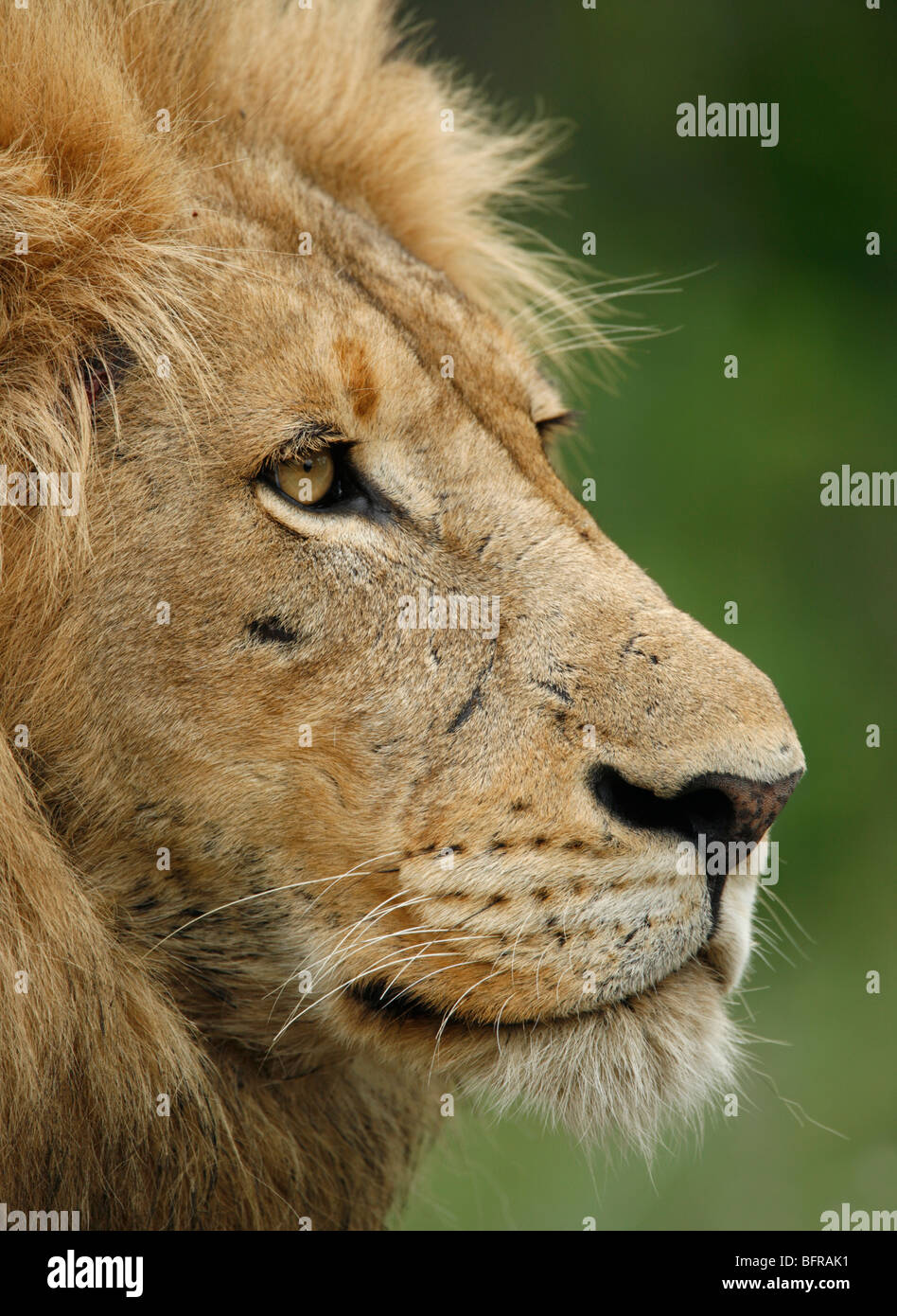 Tight portrait of a male lion Stock Photo - Alamy