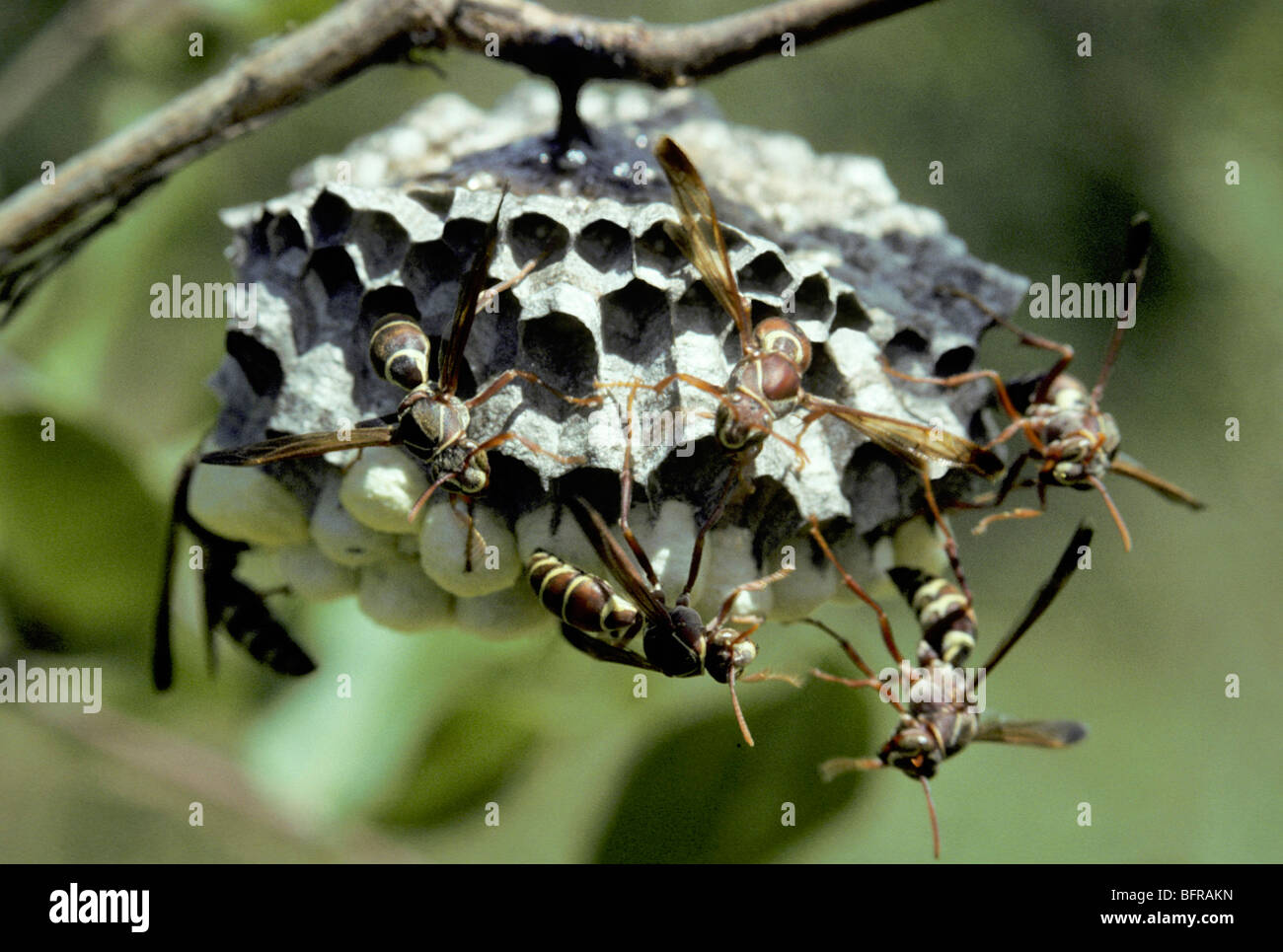 Paper wasp nest Stock Photo - Alamy