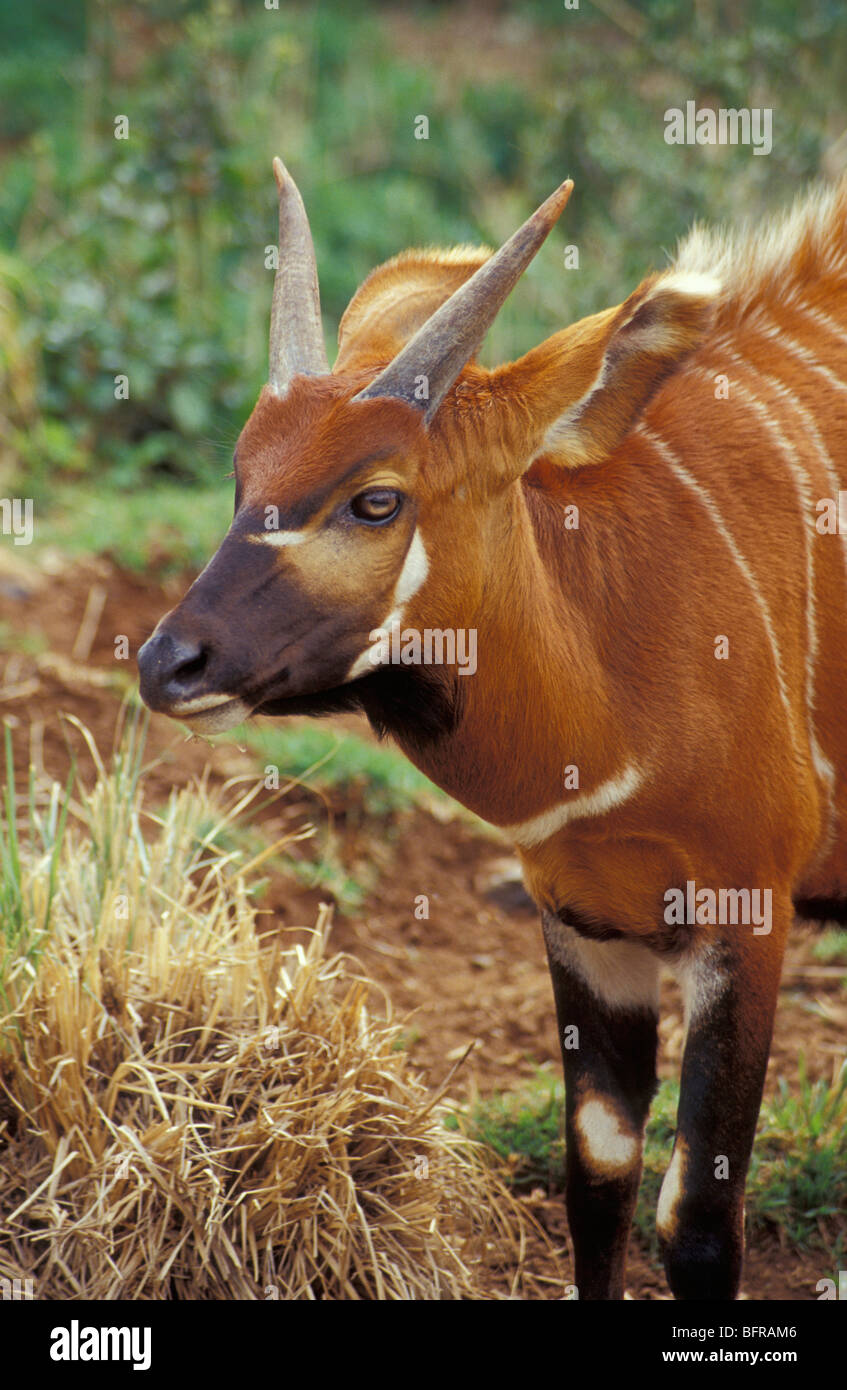 Boocercus hi-res stock photography and images - Alamy