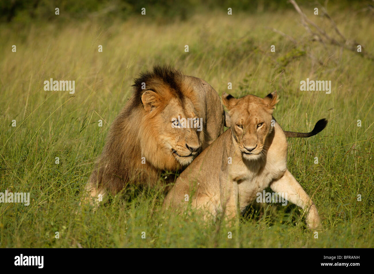 African lions mate hi-res stock photography and images - Alamy