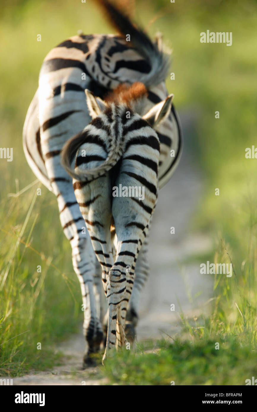 Rear view of a Burchell's zebra mother and foal walking on a game path ...