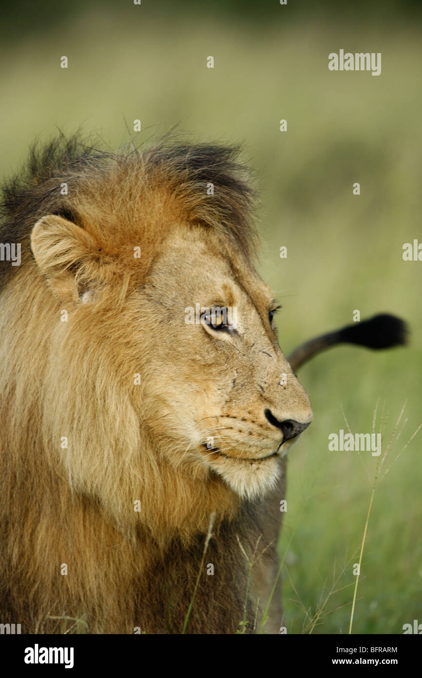 Lion with tail flicking hi-res stock photography and images - Alamy