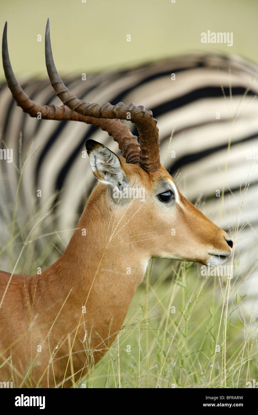 Impala portrait against zebra stripes hi-res stock photography and ...
