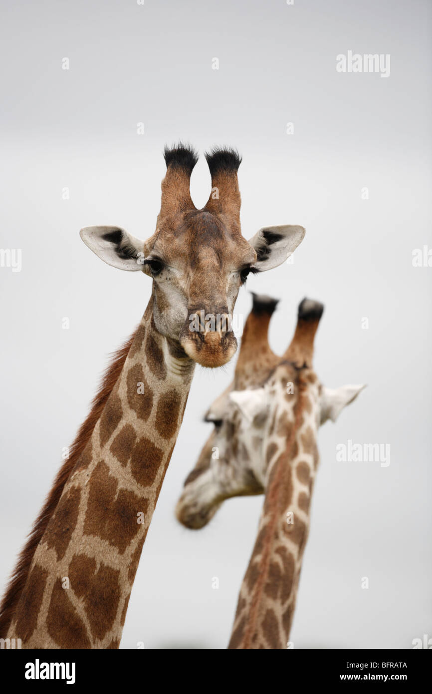 Two giraffes hi-res stock photography and images - Alamy