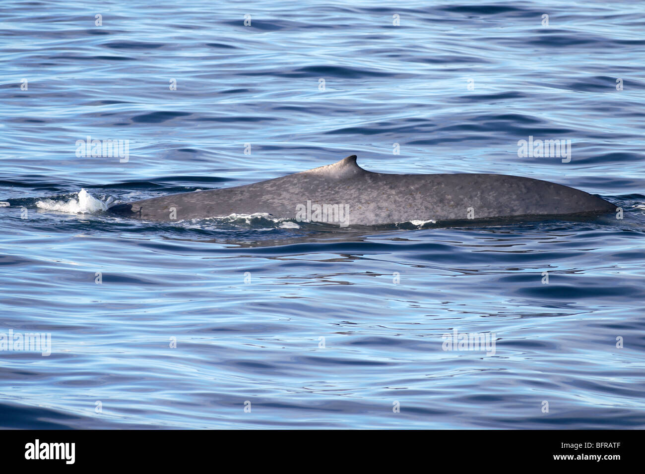 Blue whale surfacing in the Arctic Stock Photo - Alamy