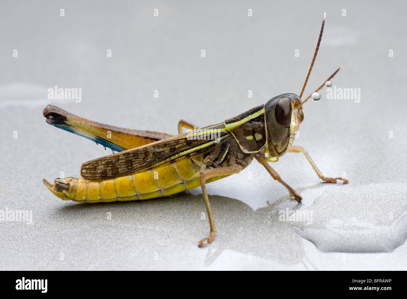 South african grasshopper hi-res stock photography and images - Alamy