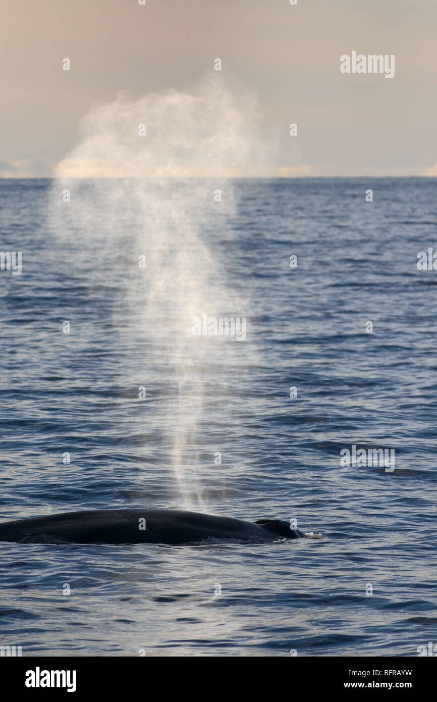 Blue whale surfacing in the Arctic Stock Photo - Alamy