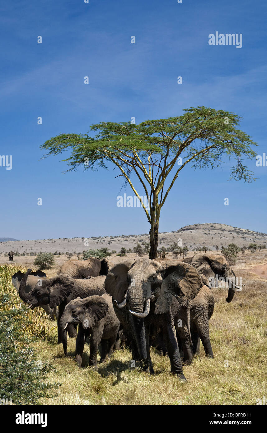 Lewa conservancy elephant hi-res stock photography and images - Alamy
