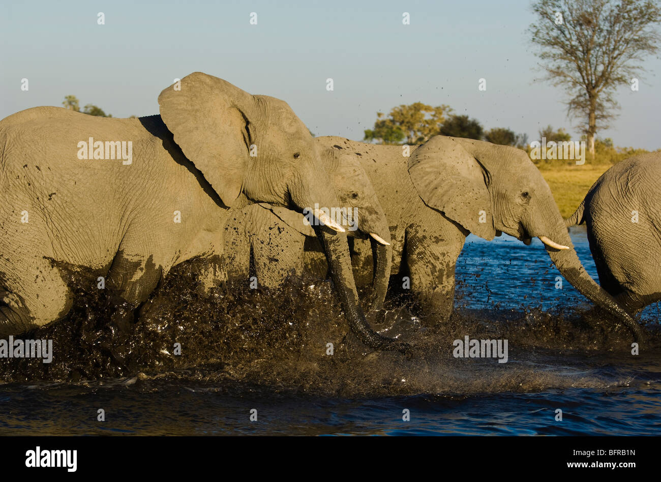 A group of elephants splash as they rush through a waterhole Stock ...