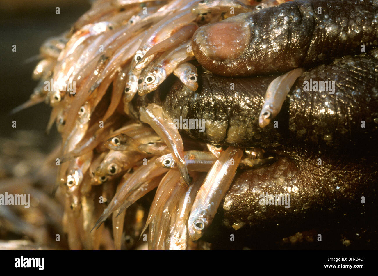 Kapenta food hi-res stock photography and images - Alamy