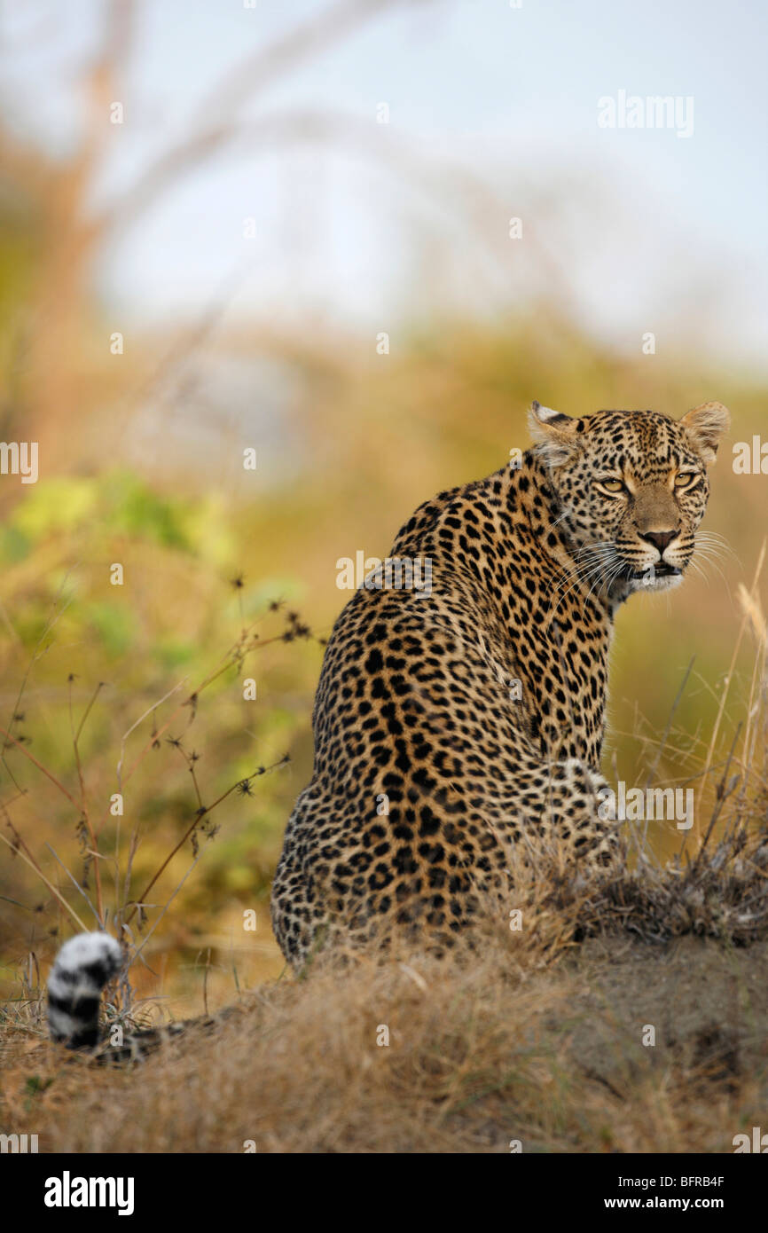 Rear view of seated Leopard looking back over its shoulder flicking its ...